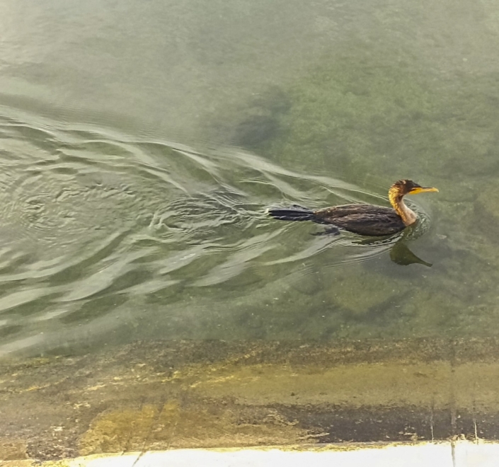 Al agua pato – Alonso Zimbrón